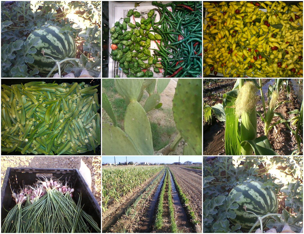 TJ Farms Fresh and Local – Gather Arizona Express